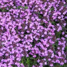 Thymus serpyllum - Echter Quendel - Feldthymian kaufen, Thymus ...