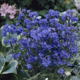 Anchusa azurea kaufen – Ossetong | Hellblaue Blüten & winterhart ...
