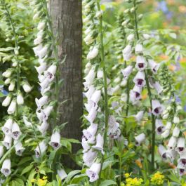 Digitalis purpurea ‘Pam’s Choice’ kaufen | Fingerhut Staude | Grünes ...