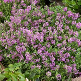 Polsterthymian lila rosa | Thymus praecox 'Minor' kaufen? | Grünes Paradies