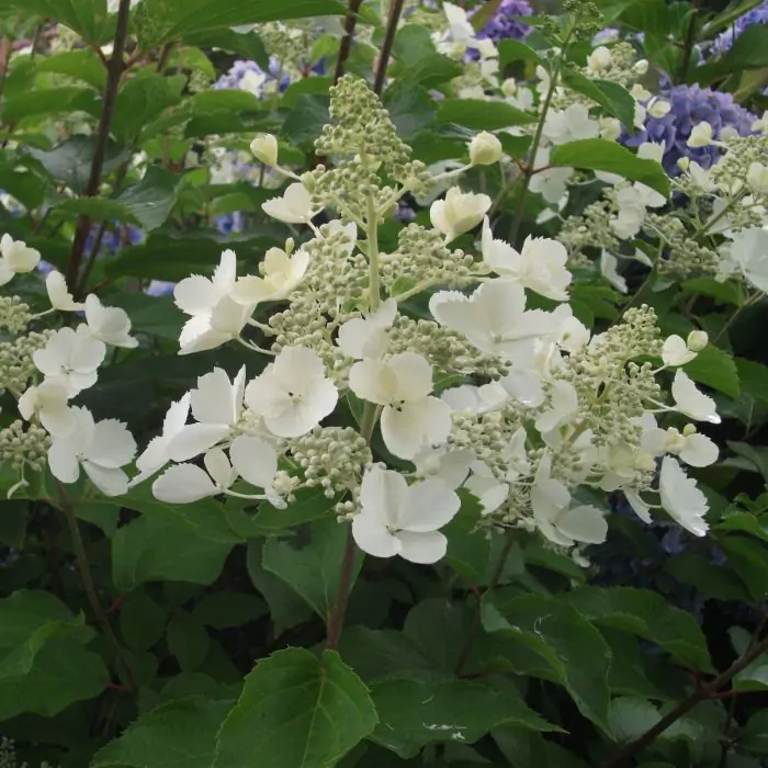 Hortensie White Lady