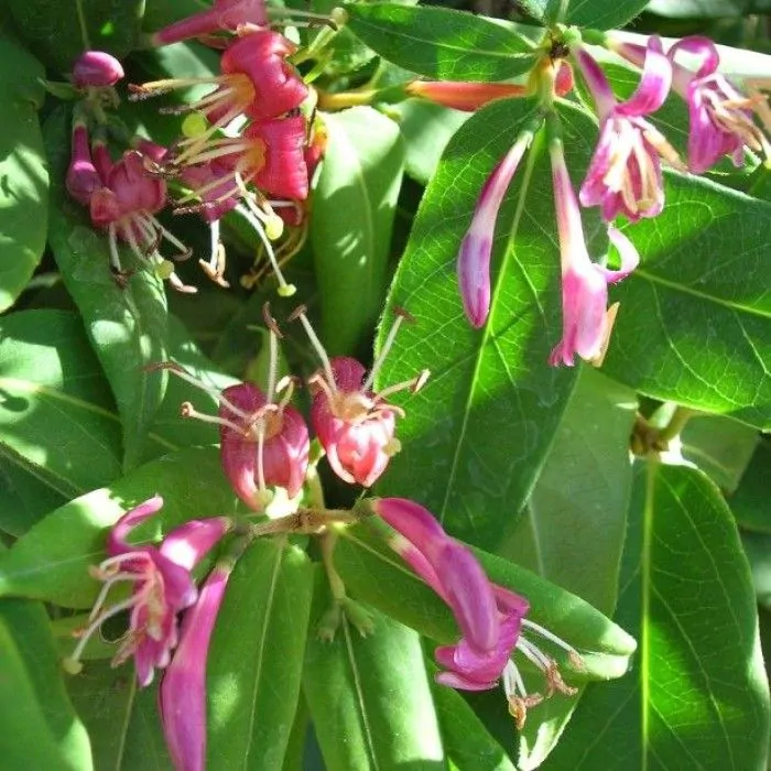 Immergrünes Geißblatt Rosa - Geißschlinge - Lonicera henryi kaufen ...