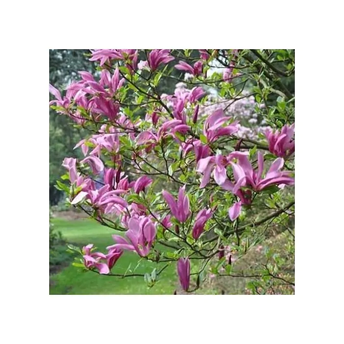 Purpur-Magnolie 'Ricki' rosa und lila - Magnolia liliiflora 'Ricki ...