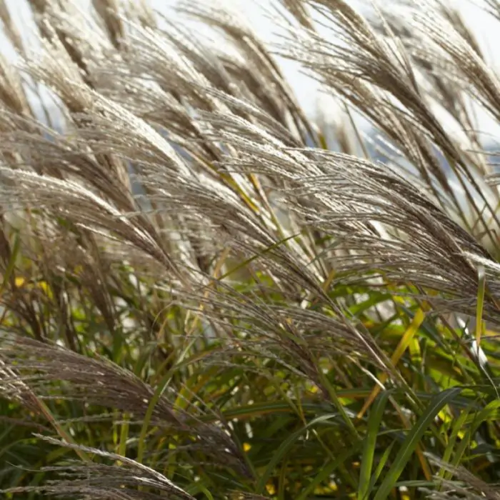 Miscanthus Sinensis Yaku Jima