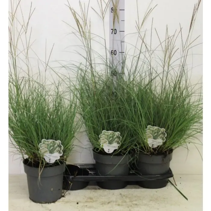 Miscanthus Sinensis Yaku Jima Maiden Grass/ Yaku Jima Pine Lane