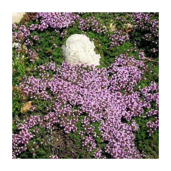 Polsterthymian lila rosa | Thymus praecox 'Minor' kaufen? | Grünes Paradies